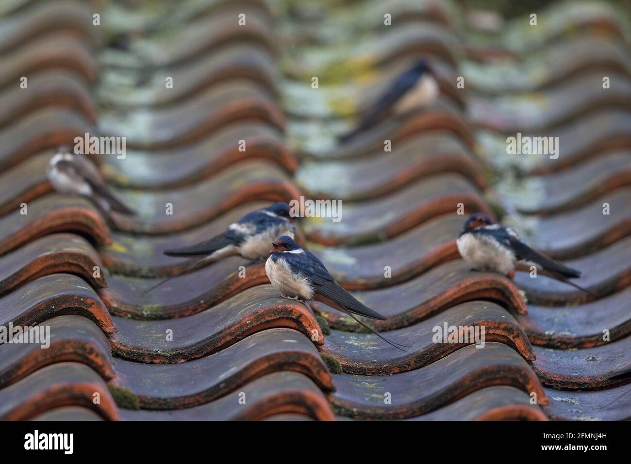 Barn Swallow (Hirundo rustica) resting on pantile roof Stock Photo - Alamy