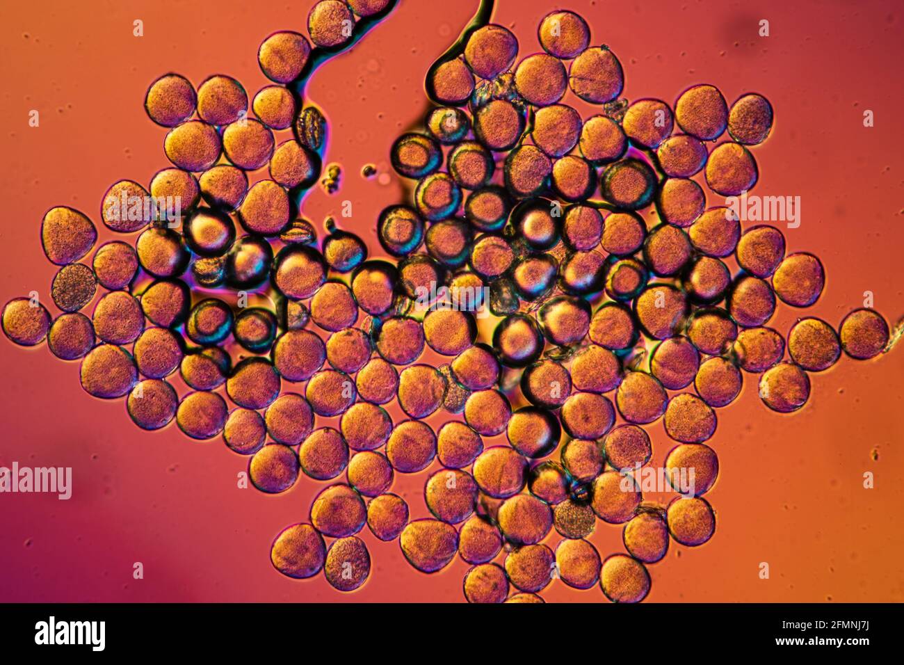 Pollen Microscope 100x