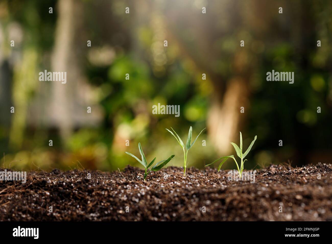 Close up young sprout in fertile soil with rain drop Stock Photo - Alamy