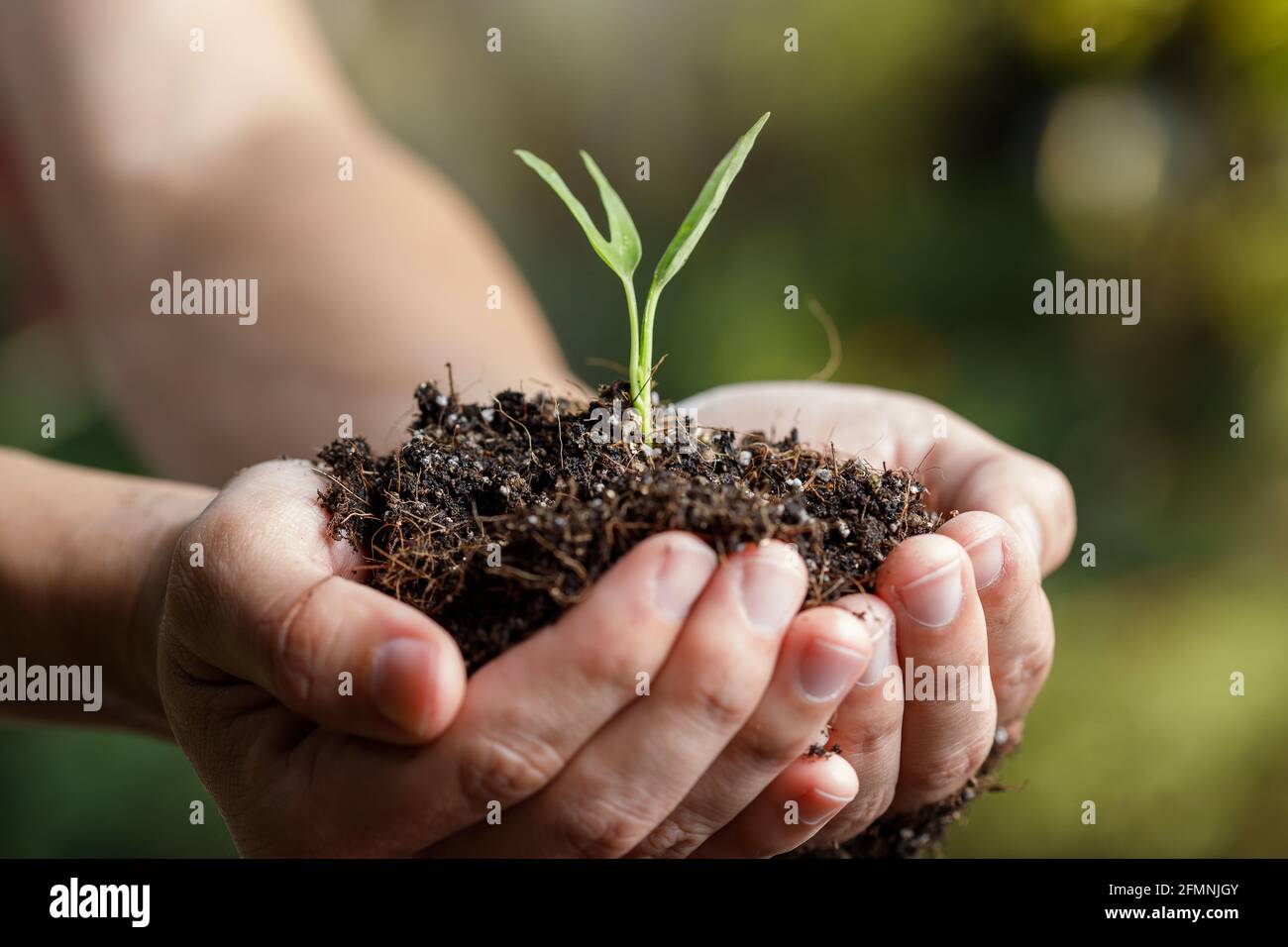 Gardener hand holding young vegetable sprout before planting in fertile ...