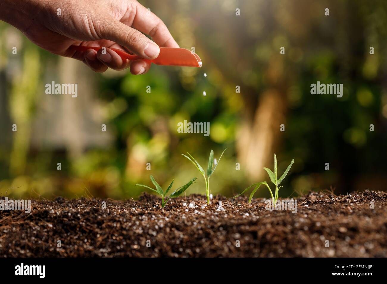 Gardener hand nurturing young vegetable sprout in fertile soil Stock ...