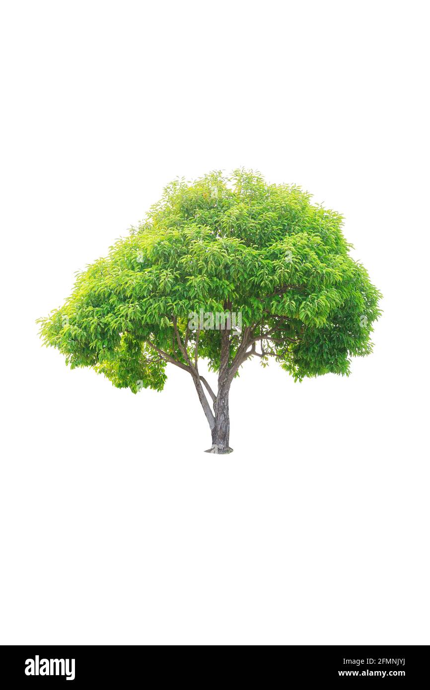 Closeup Bullet Wood (Mimusops elengi Linn) Tree isolated on white ...