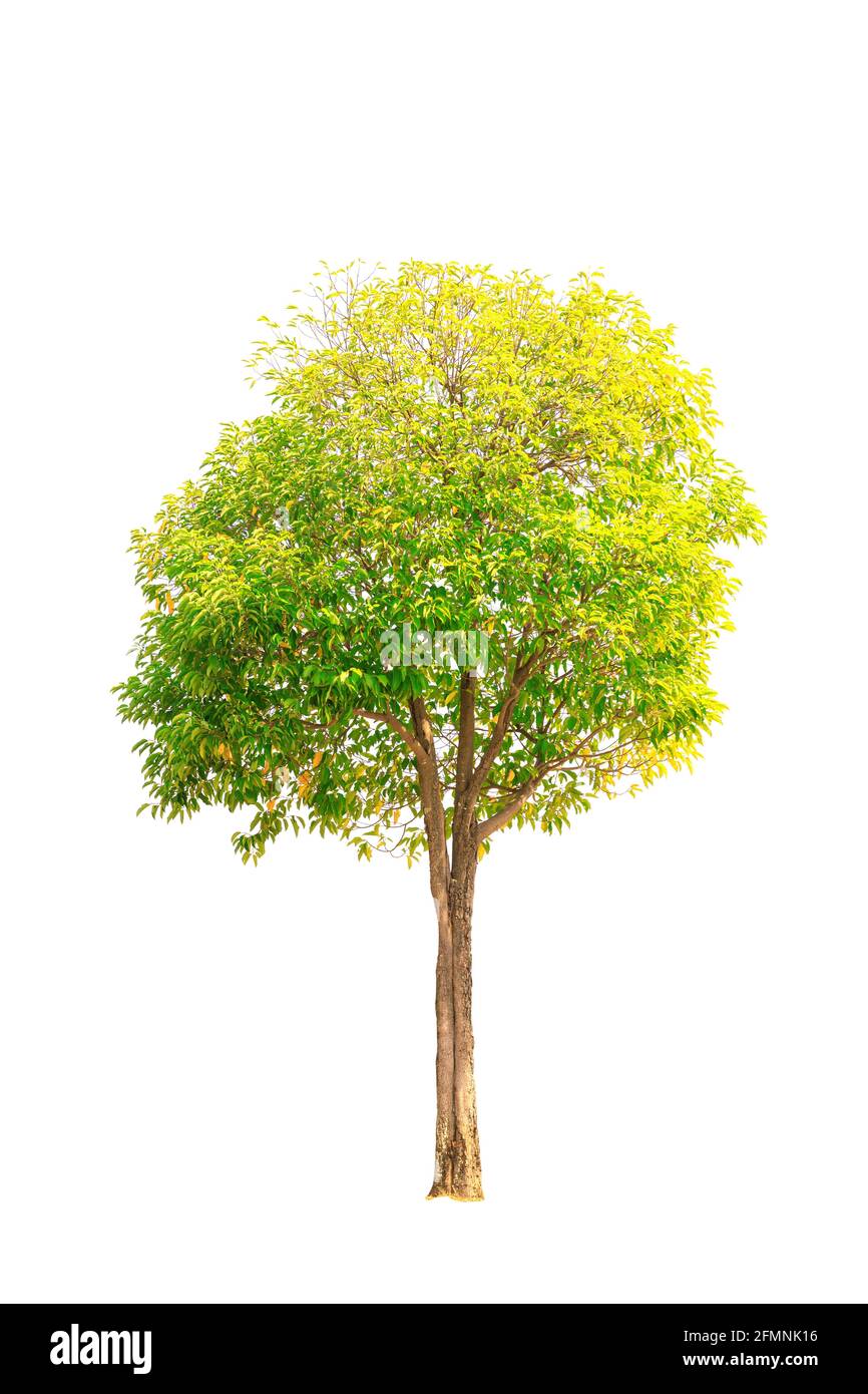 Closeup Bullet Wood (Mimusops elengi Linn) Tree isolated on white ...