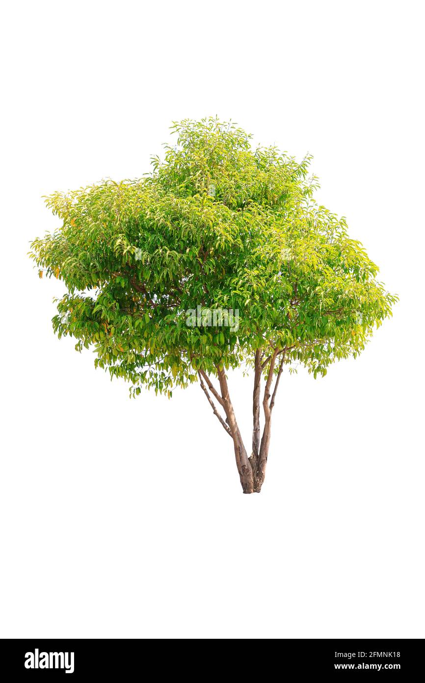 Closeup Bullet Wood (Mimusops elengi Linn) Tree isolated on white ...