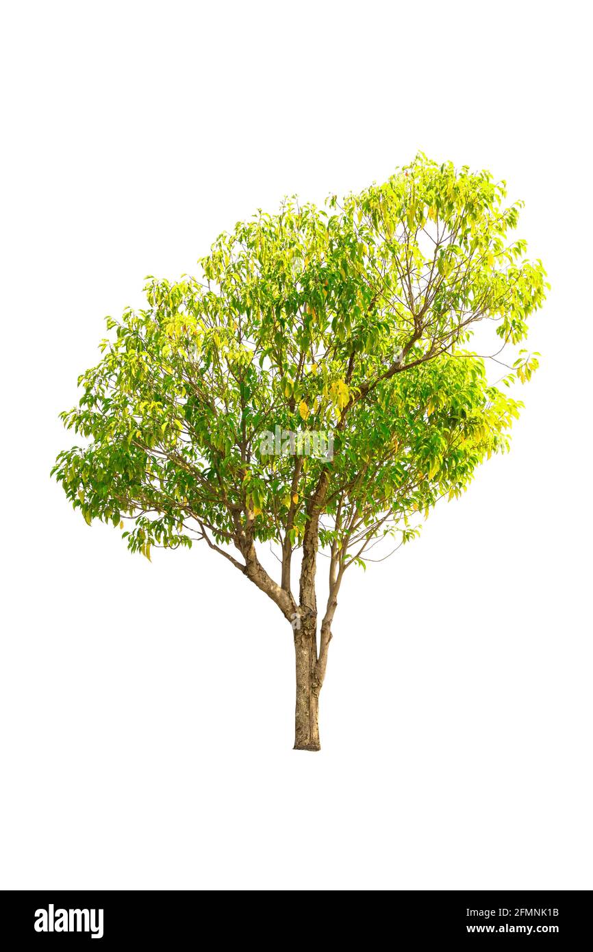 Closeup Bullet Wood (Mimusops elengi Linn) Tree isolated on white ...