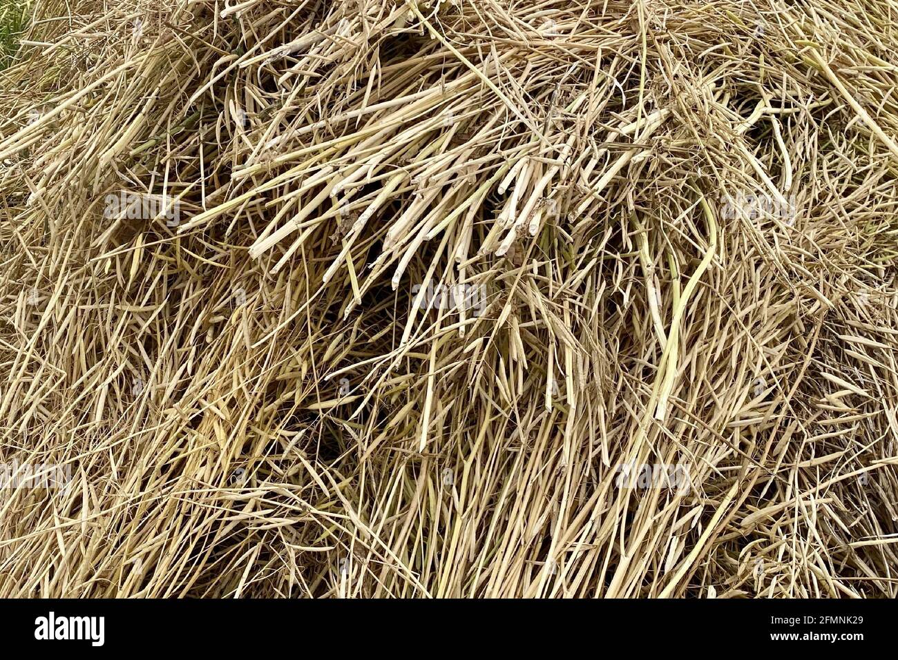 Stack of dry ripe canola oil plants harvested in a traditional way ...