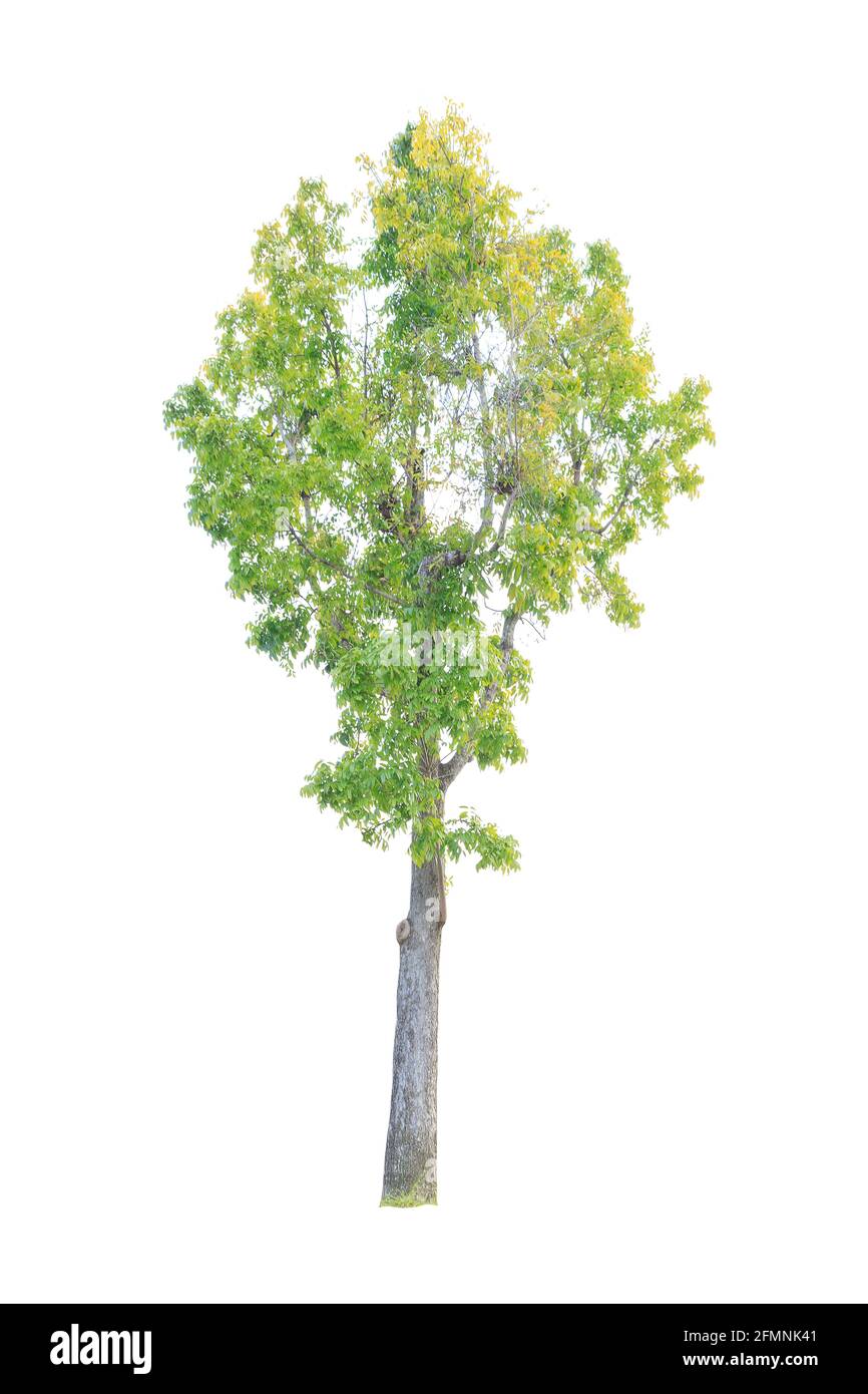 Closeup Big Mahogany Tree isolated on white background Stock Photo - Alamy