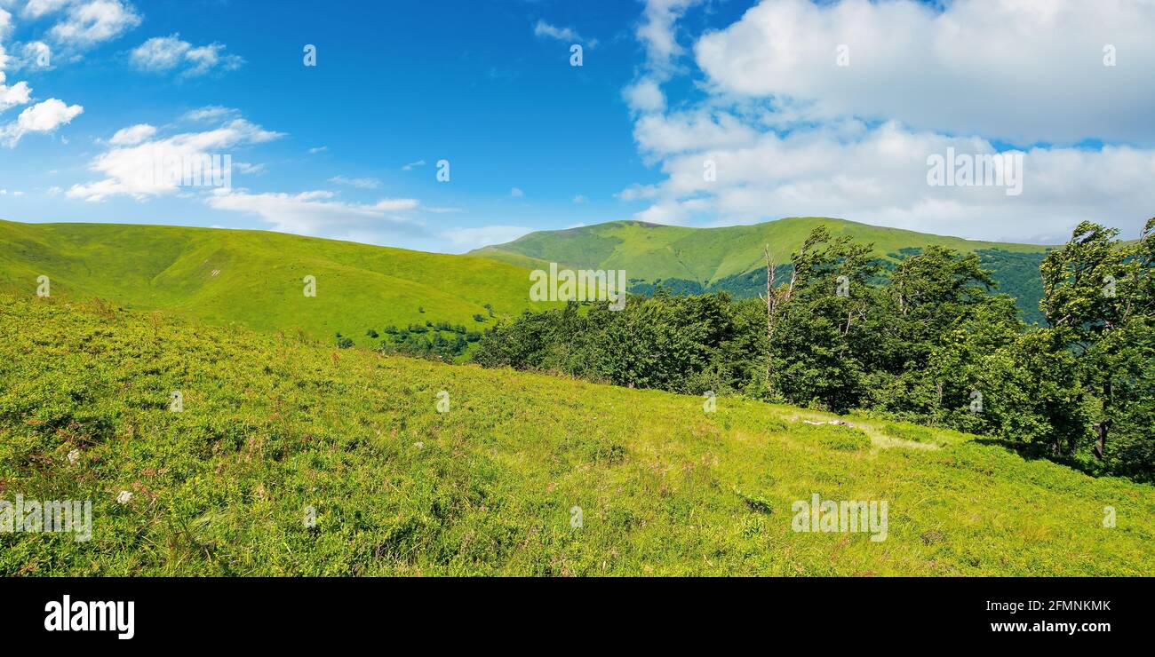 beech trees on the mountain meadow. great summit beneath a sky with ...
