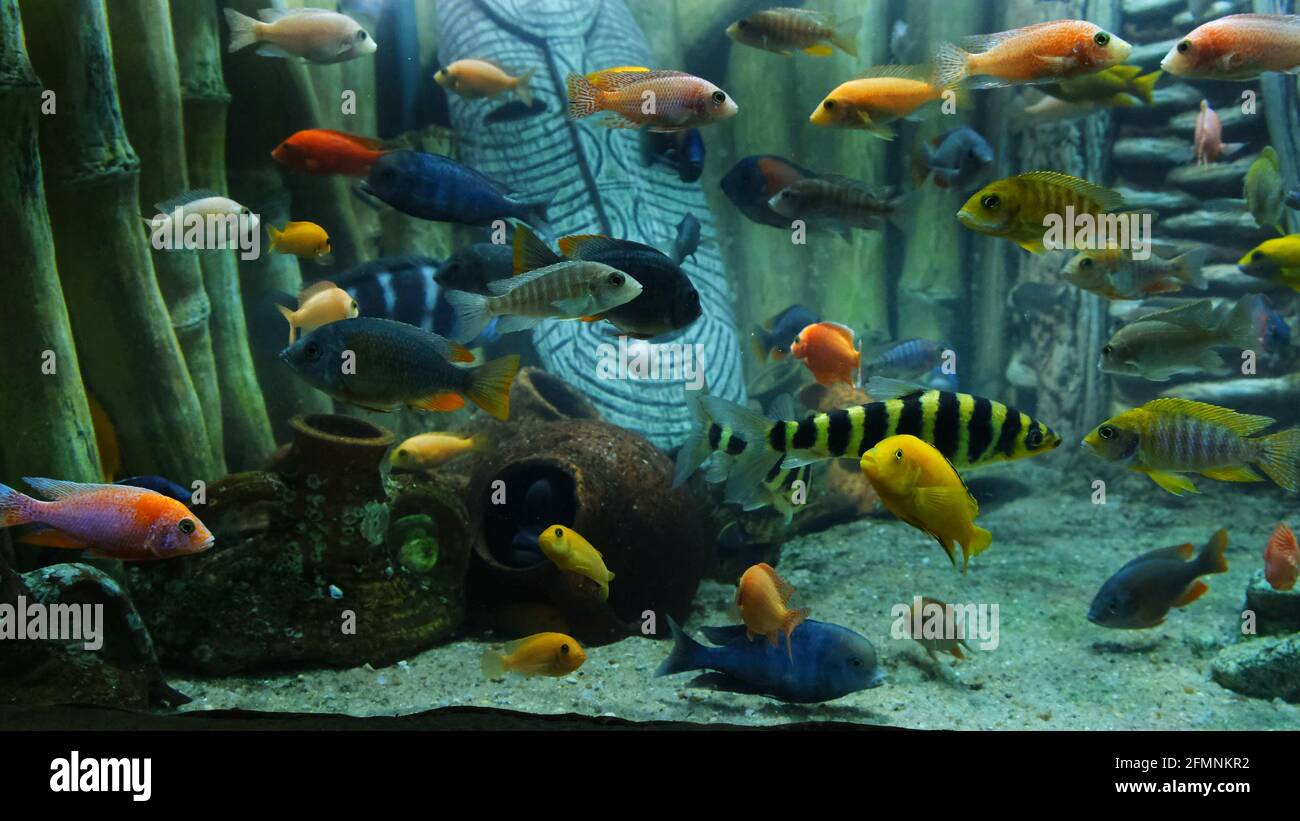 Coral reef with many coloured fish hi-res stock photography and images ...