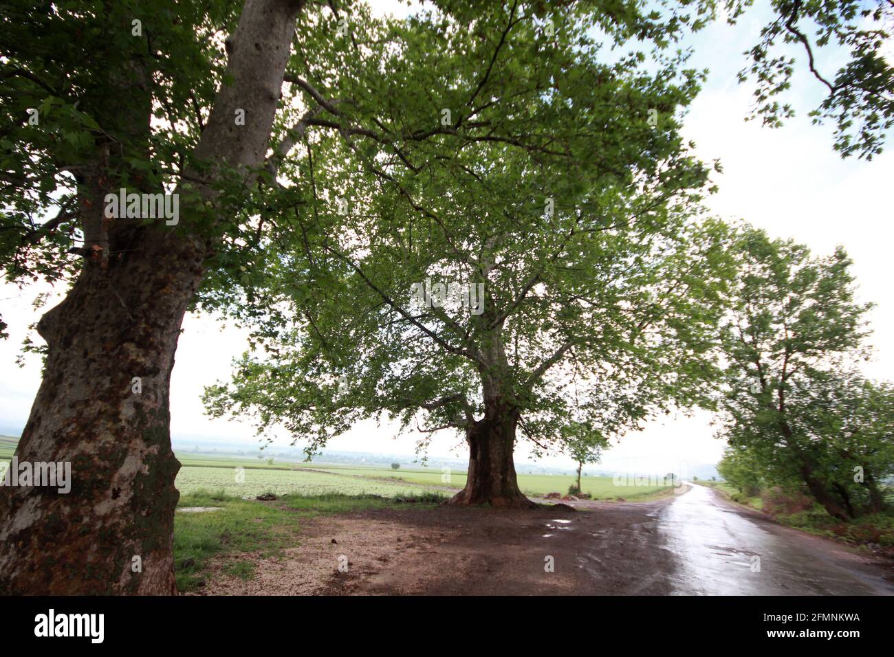 Rural landscape with trees and road. Nature background Stock Photo - Alamy
