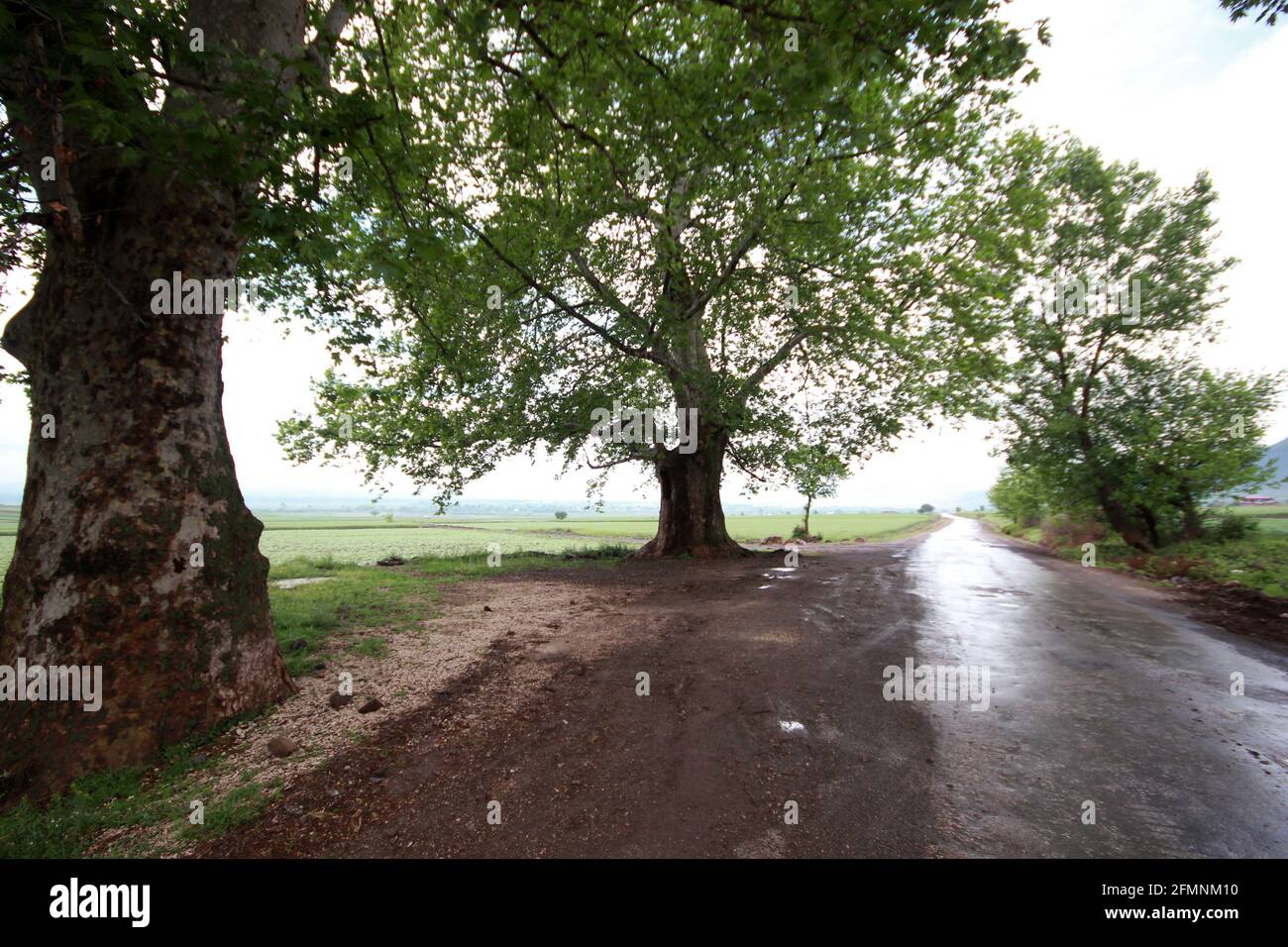 Rural landscape with trees and road. Nature background Stock Photo - Alamy