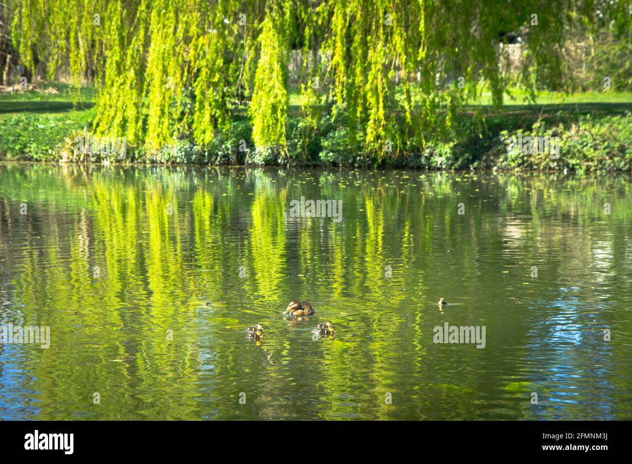 Green blue reflection landscape hi-res stock photography and images - Alamy