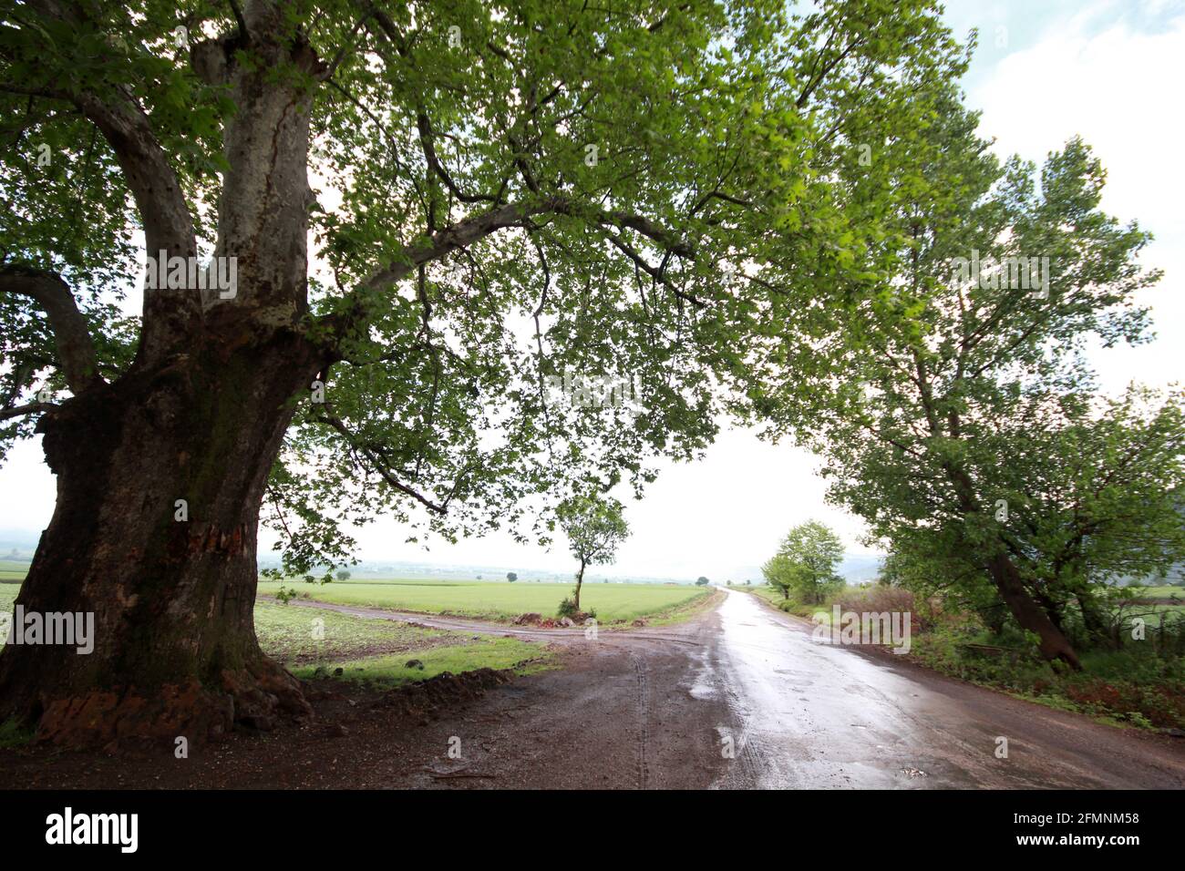 Rural landscape with trees and road. Nature background Stock Photo - Alamy