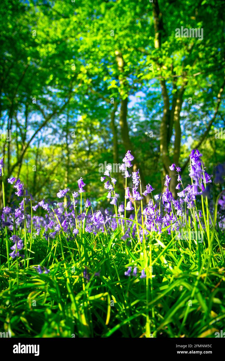 Common Bluebells forest, Upminster, Essex, England Stock Photo - Alamy