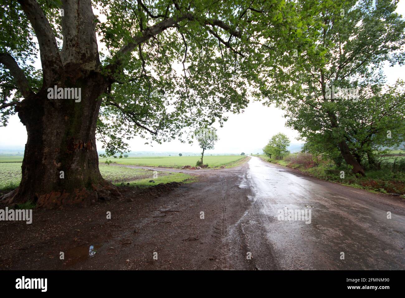 Rural landscape with trees and road. Nature background Stock Photo - Alamy