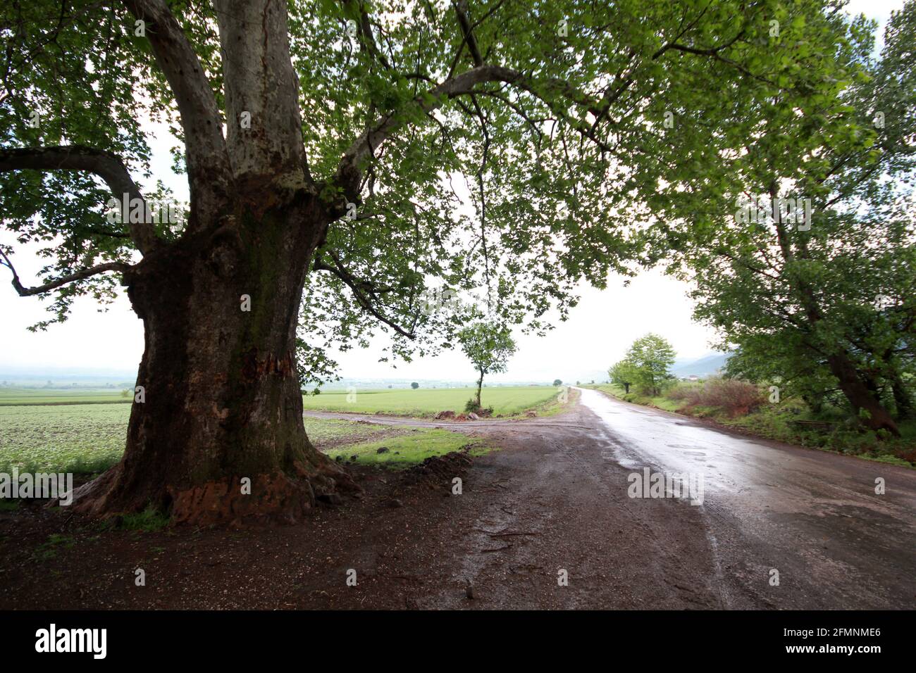 Rural landscape with trees and road. Nature background Stock Photo - Alamy