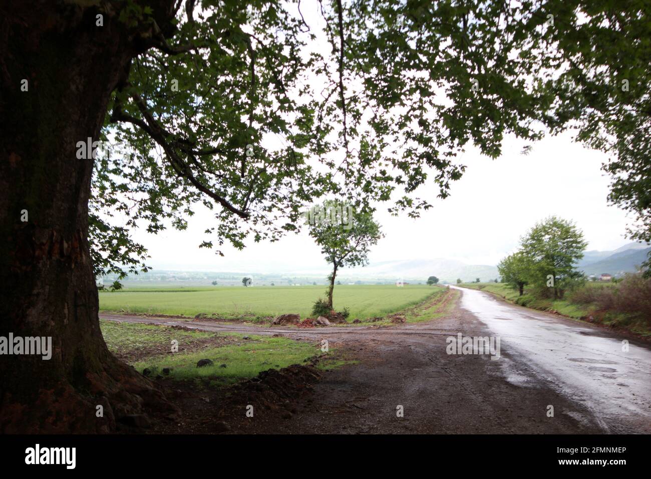 Rural landscape with trees and road. Nature background Stock Photo - Alamy