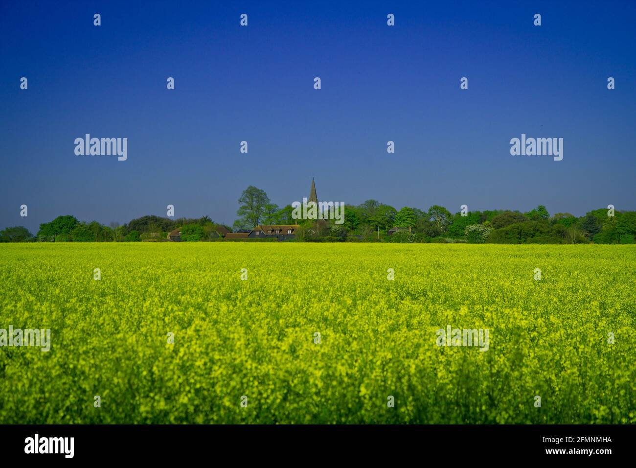 Rapeseed flowers field, Upminster, England Stock Photo - Alamy