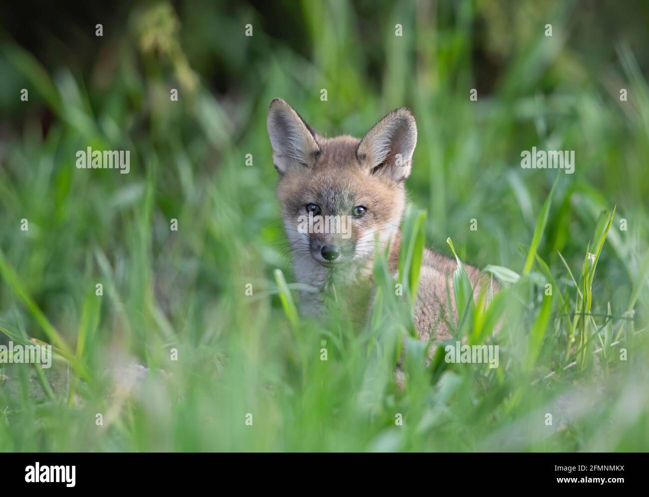 Red fox kit (Vulpes vulpes) coming out of its den deep in the forest in early spring in Canada ...