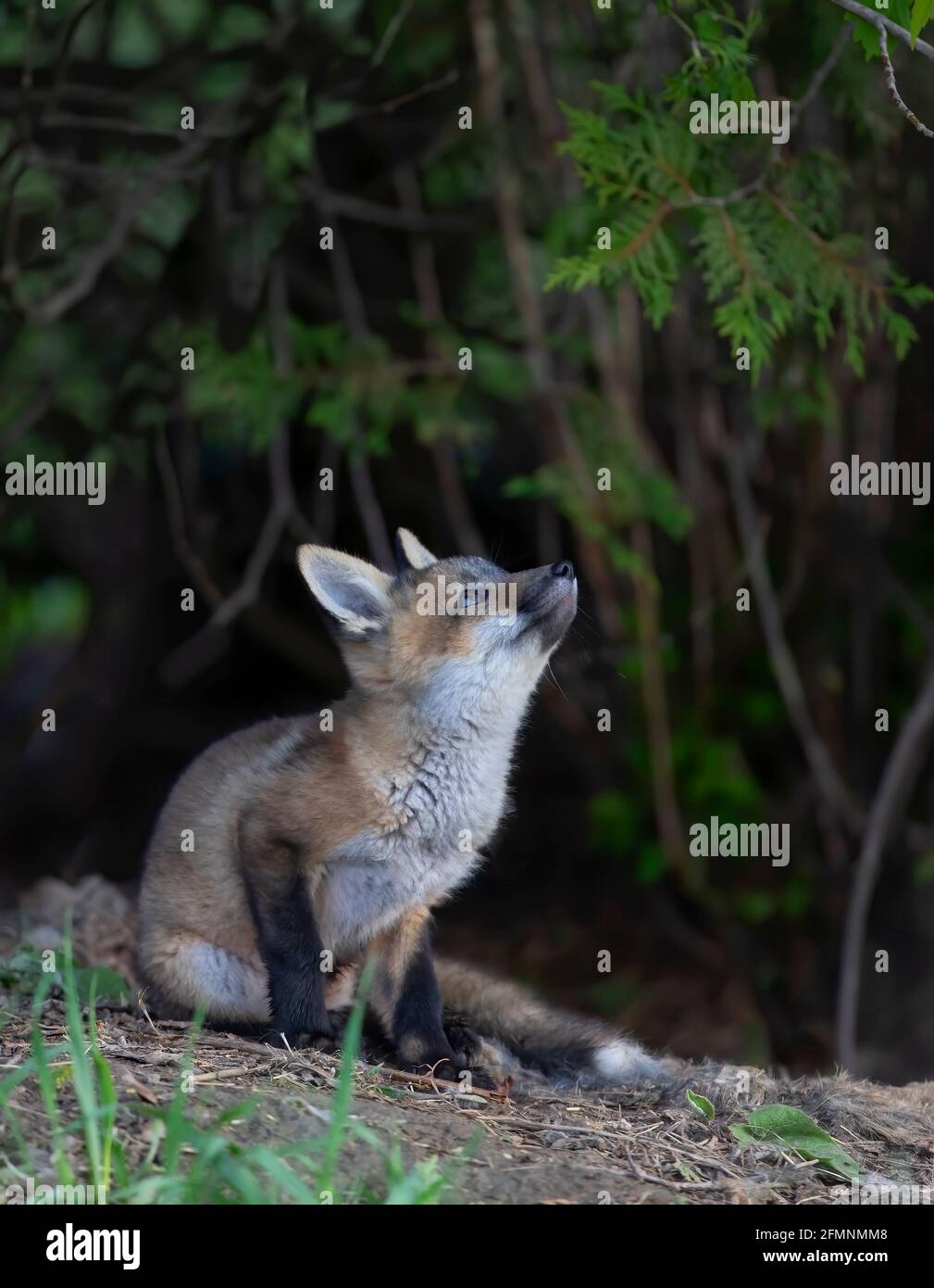 Red fox kit (Vulpes vulpes) spots a bird standing outside of its den deep in the forest in early ...