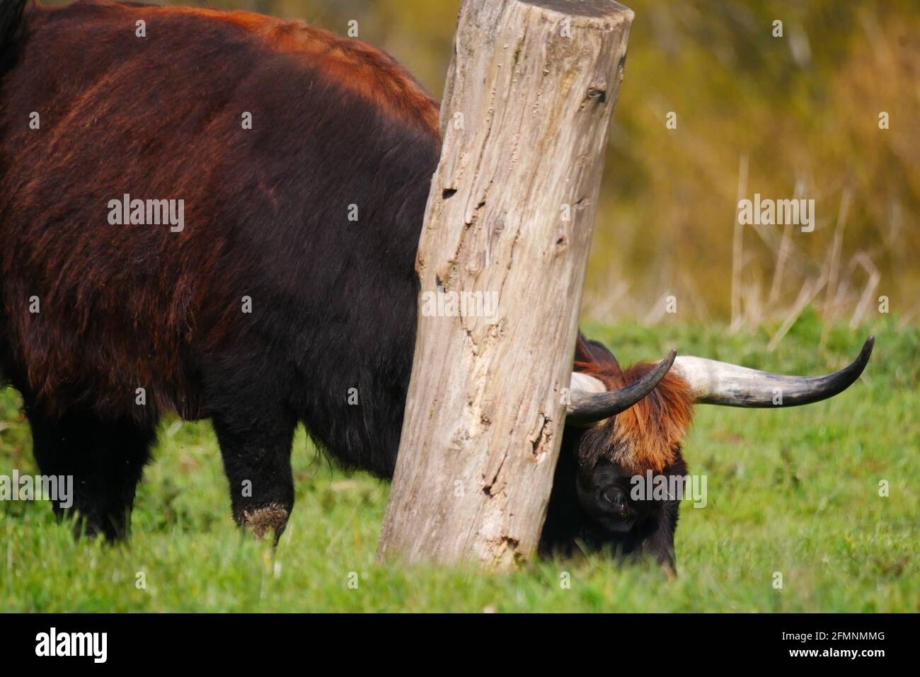 Bos primigenius Bovidae an aurochs with big horns stands in a green ...