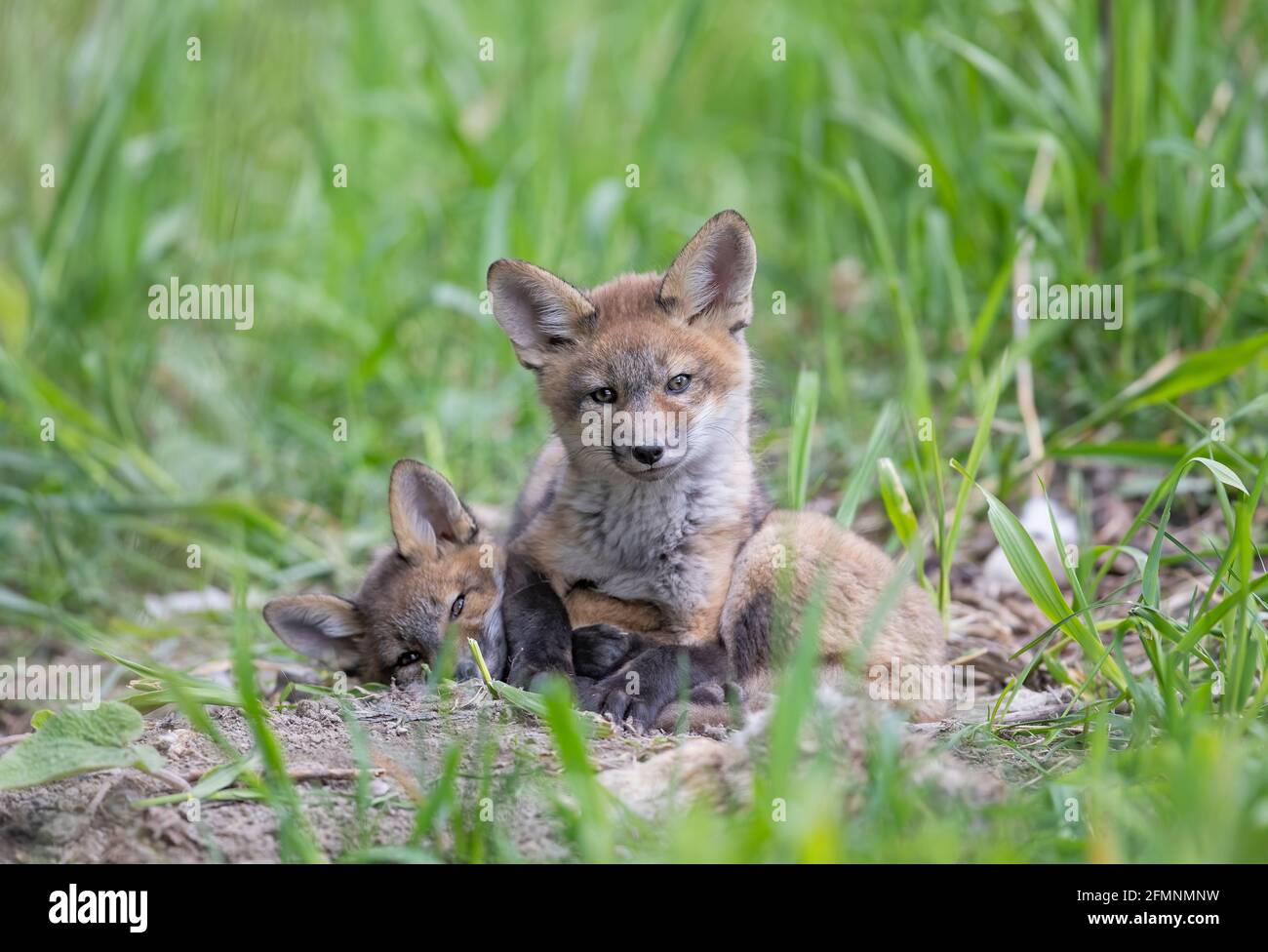Red fox kits (Vulpes vulpes) playing near the den deep in the forest in early spring in Canada ...