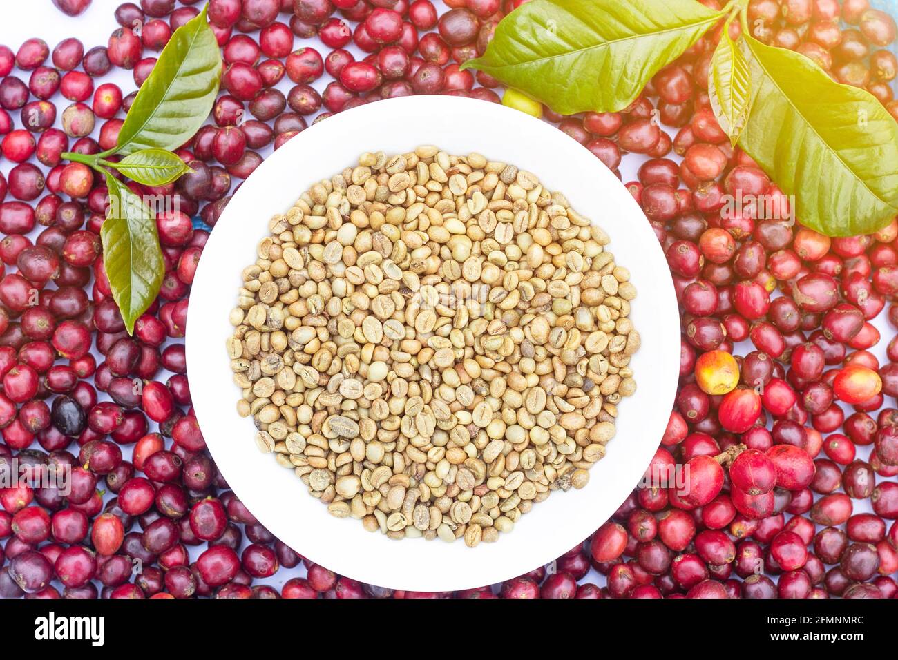 big coffee,laos coffee,pakxong coffee fruits farming in asia, co Stock ...