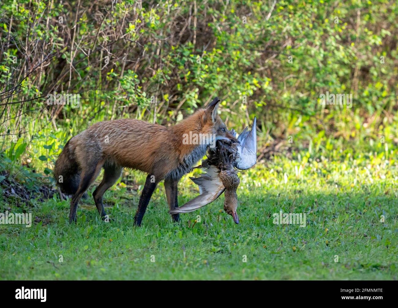 Red fox Vulpes vulpes bringing a duck back to her kits in the forest in ...