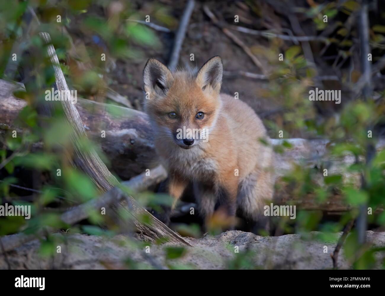 Red fox kit (Vulpes vulpes) coming out of its den deep in the forest in early spring in Canada ...