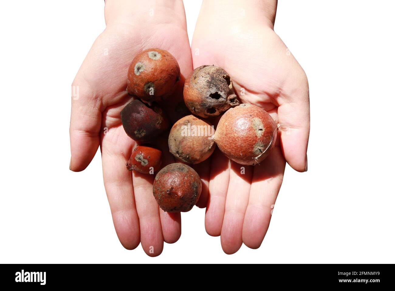 oak gall seeds in hand Stock Photo - Alamy