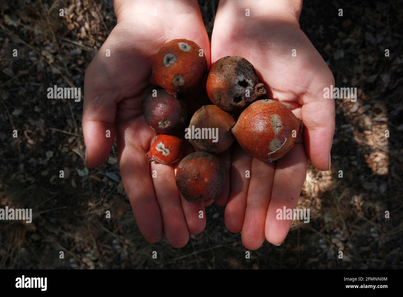 oak gall seeds in hand Stock Photo - Alamy