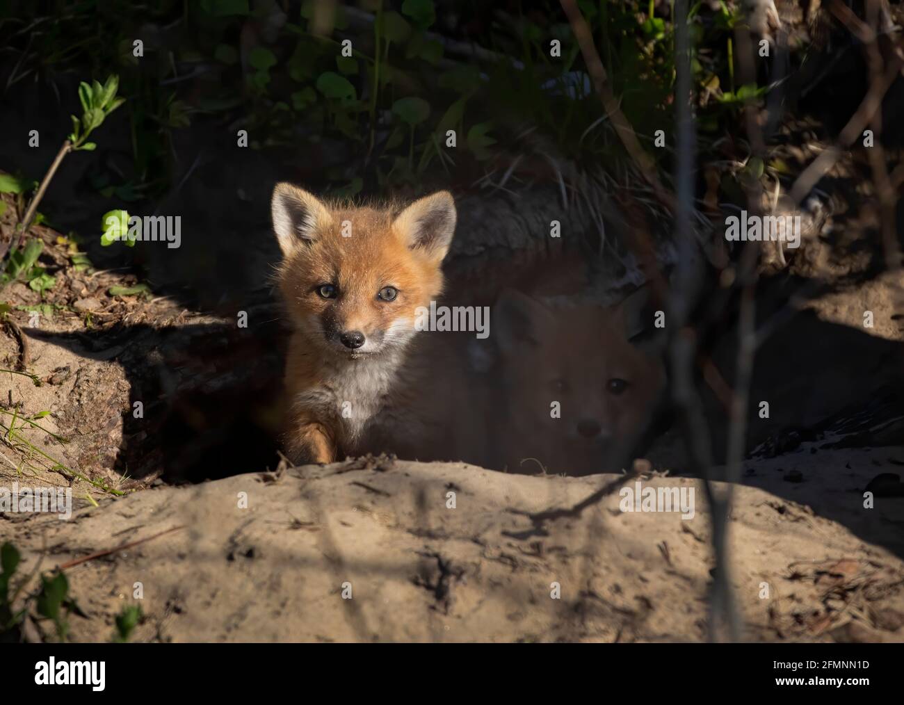 Red fox kit (Vulpes vulpes) coming out of its den deep in the forest in early spring in Canada ...