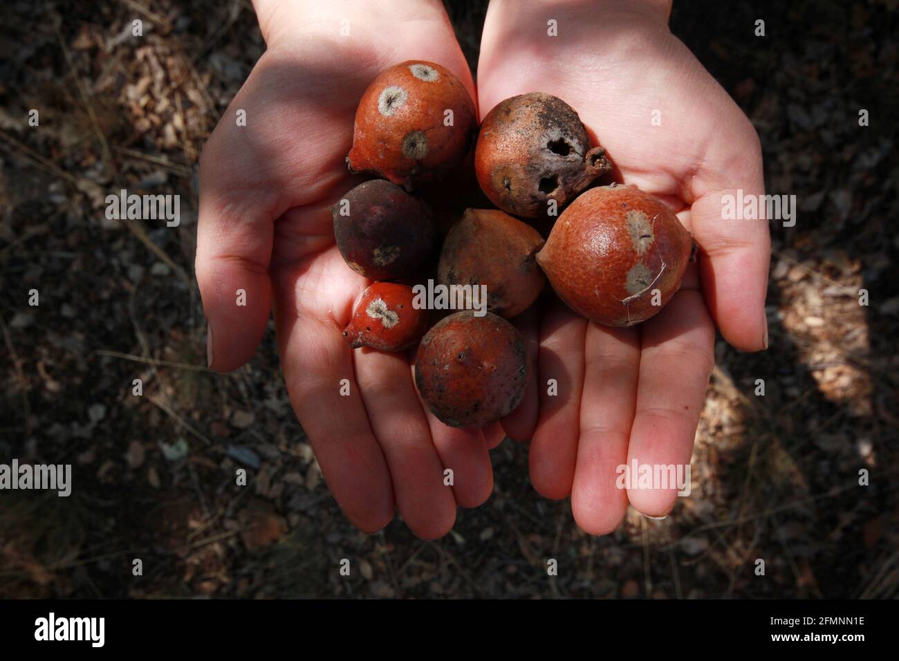 oak gall seeds in hand Stock Photo - Alamy