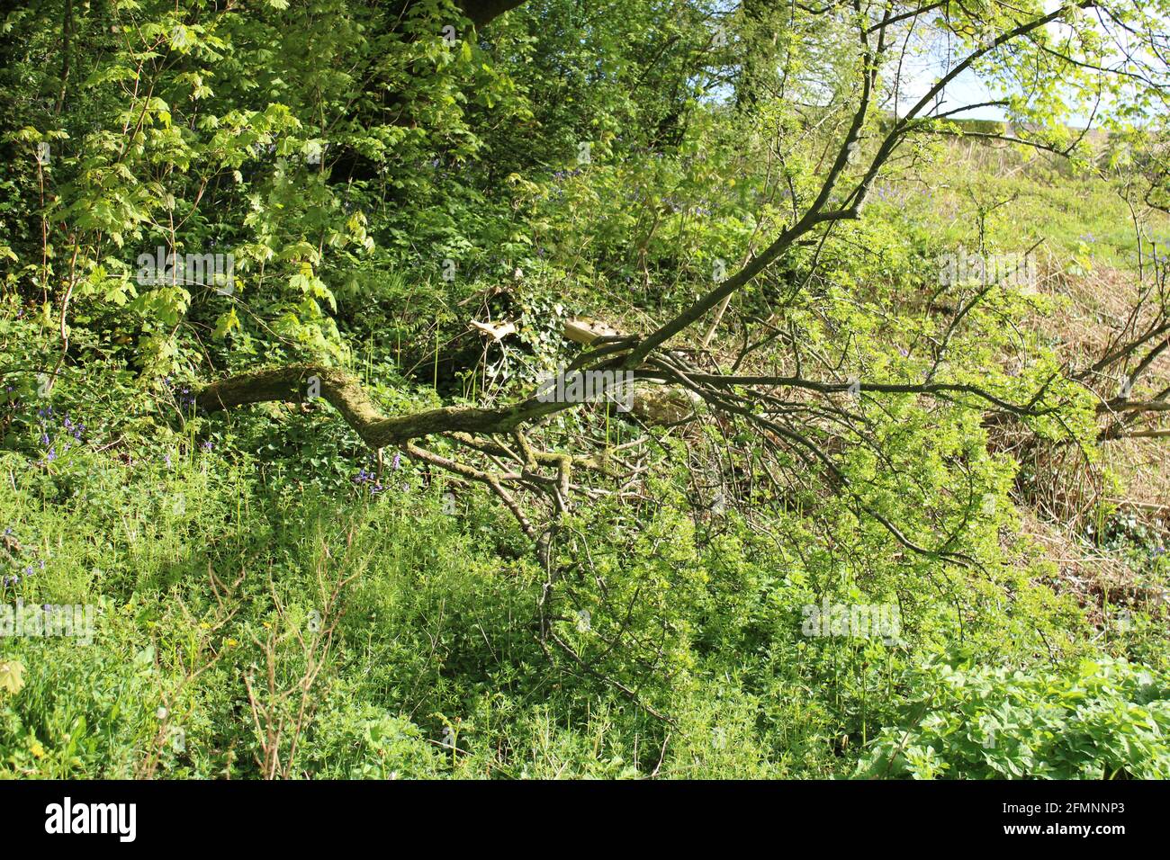 Tree growing sideways in the woods. Adaptability and will to survive ...