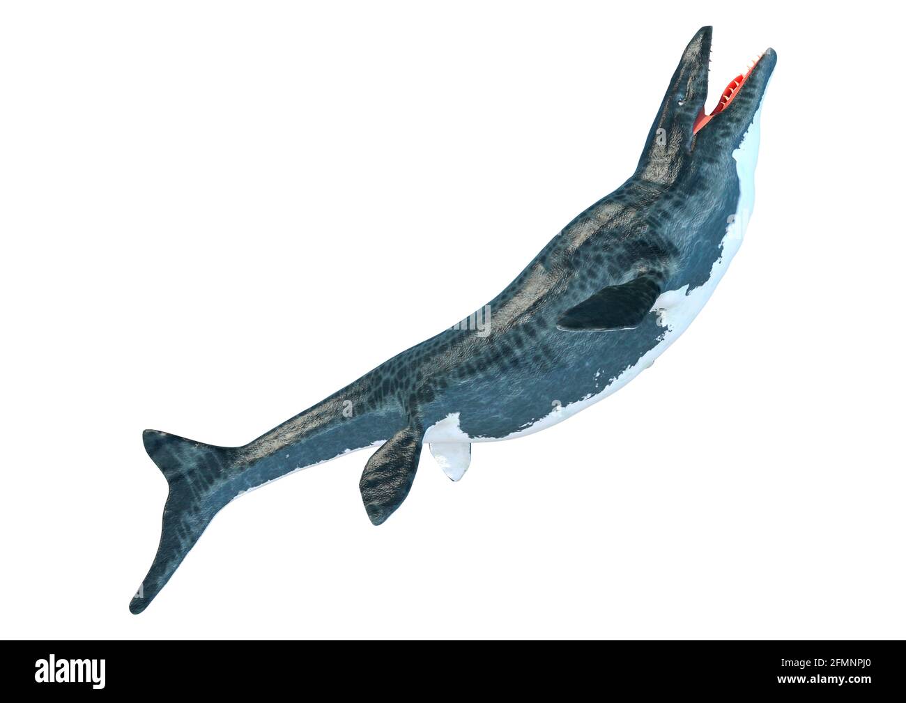 3D rendering of a large marine extinct reptile Mosasaur isolated on ...