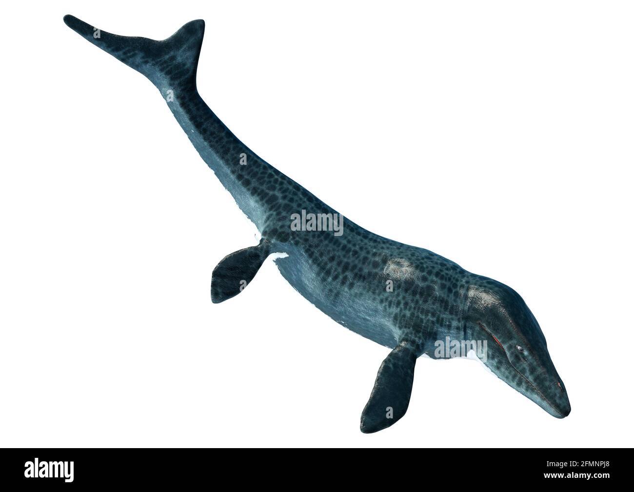 3D rendering of a large marine extinct reptile Mosasaur isolated on ...