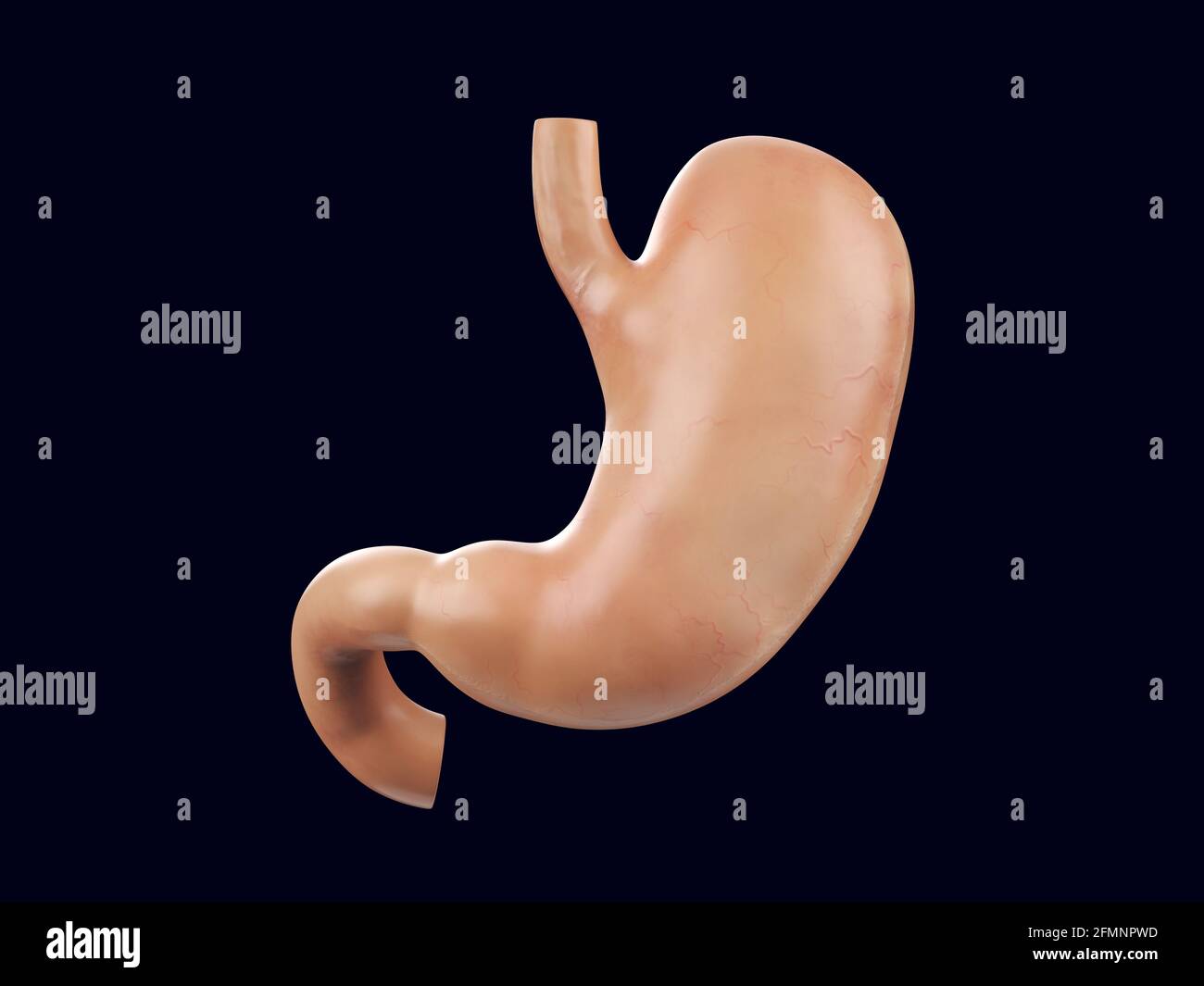 Realistic 3d illustration of human stomach organ. Anatomically accurate ...