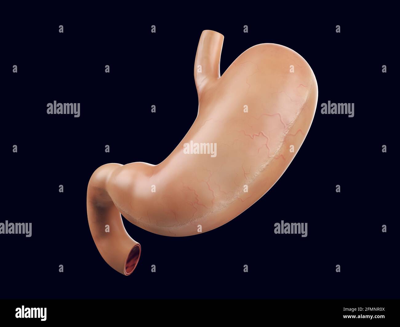 Realistic 3d illustration of human stomach organ. Anatomically accurate ...