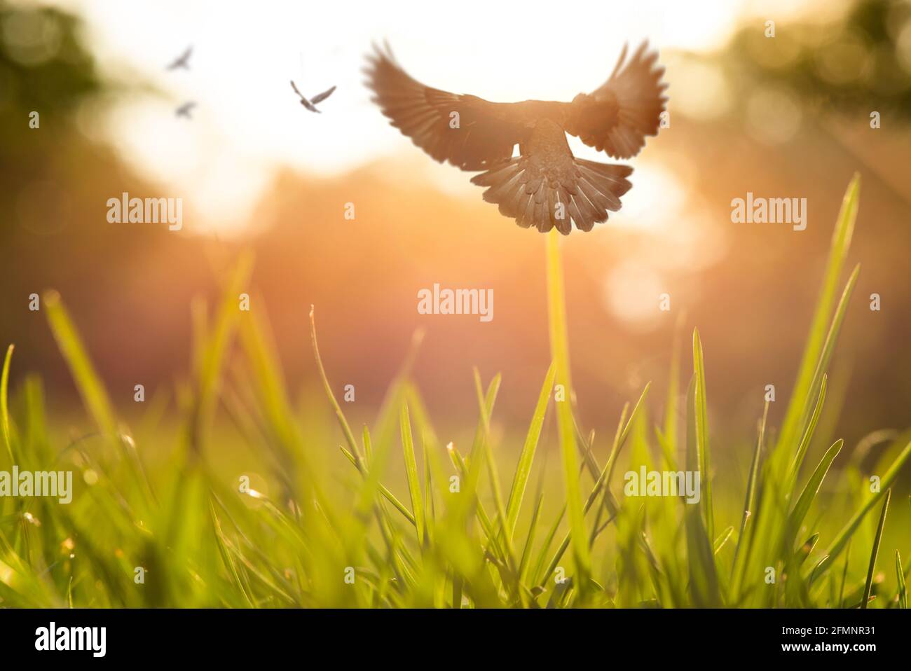 Birds grass field hi-res stock photography and images - Alamy