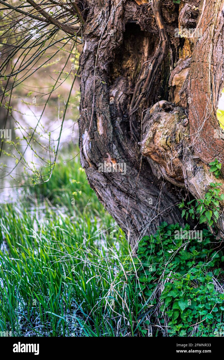 Tree trees gnarled growth dry hi-res stock photography and images - Alamy