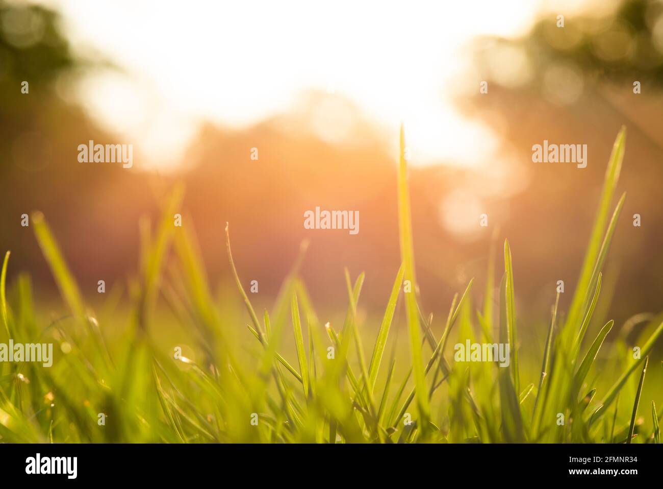 Grass and sunset hi-res stock photography and images - Alamy
