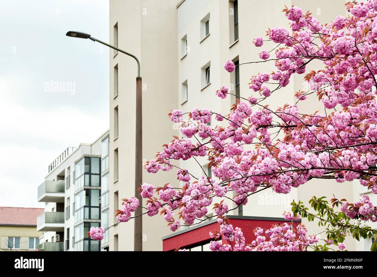 Cherry blossoms in front of modern house, old town appartment block of ...