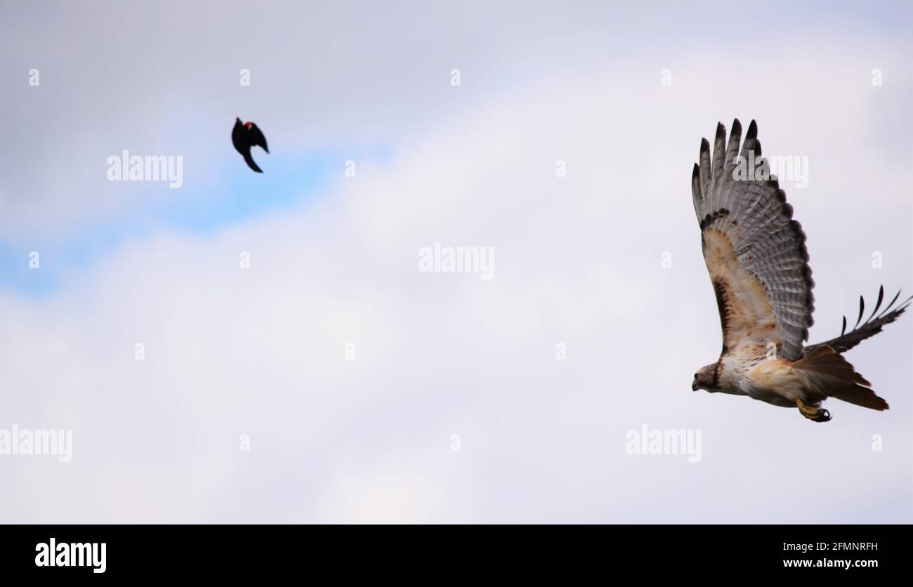 Re-Tailed Hawk in flight Stock Photo - Alamy