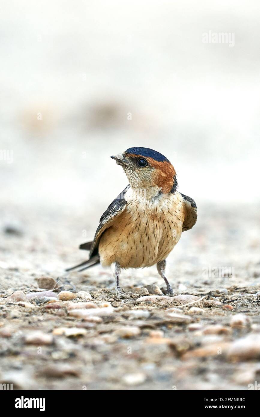 Cecropis daurica, Daurian swallow collecting mud to build its nest ...