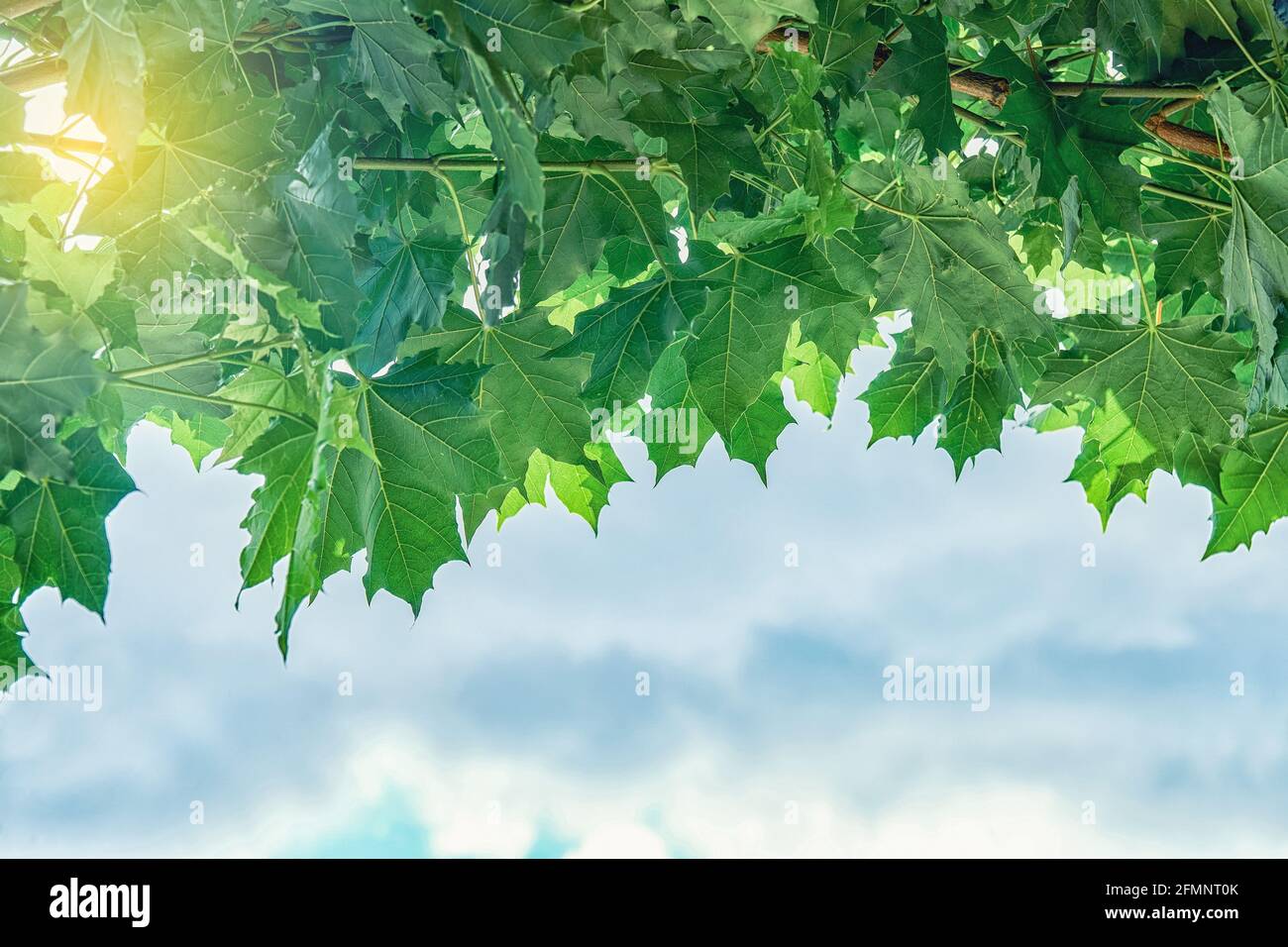 Very young maple tree in the forest in spring hi-res stock photography ...
