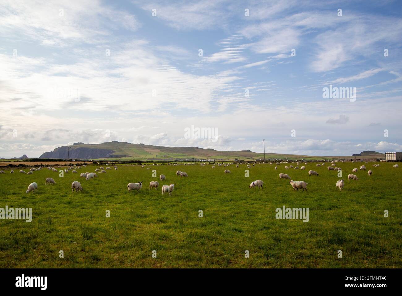 Sheep grazing on a beautiful green pasture in Dingle Peninsula Ireland ...