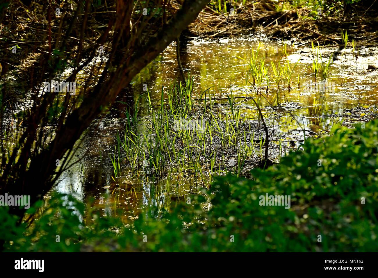 shallow creek with reed in spring in backlit Stock Photo - Alamy