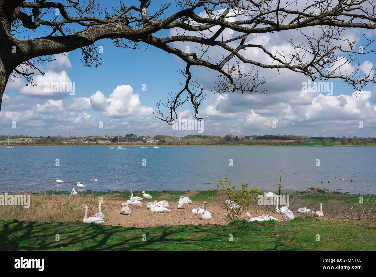 Stour Essex Suffolk, view of swans at rest on the Essex side of the ...