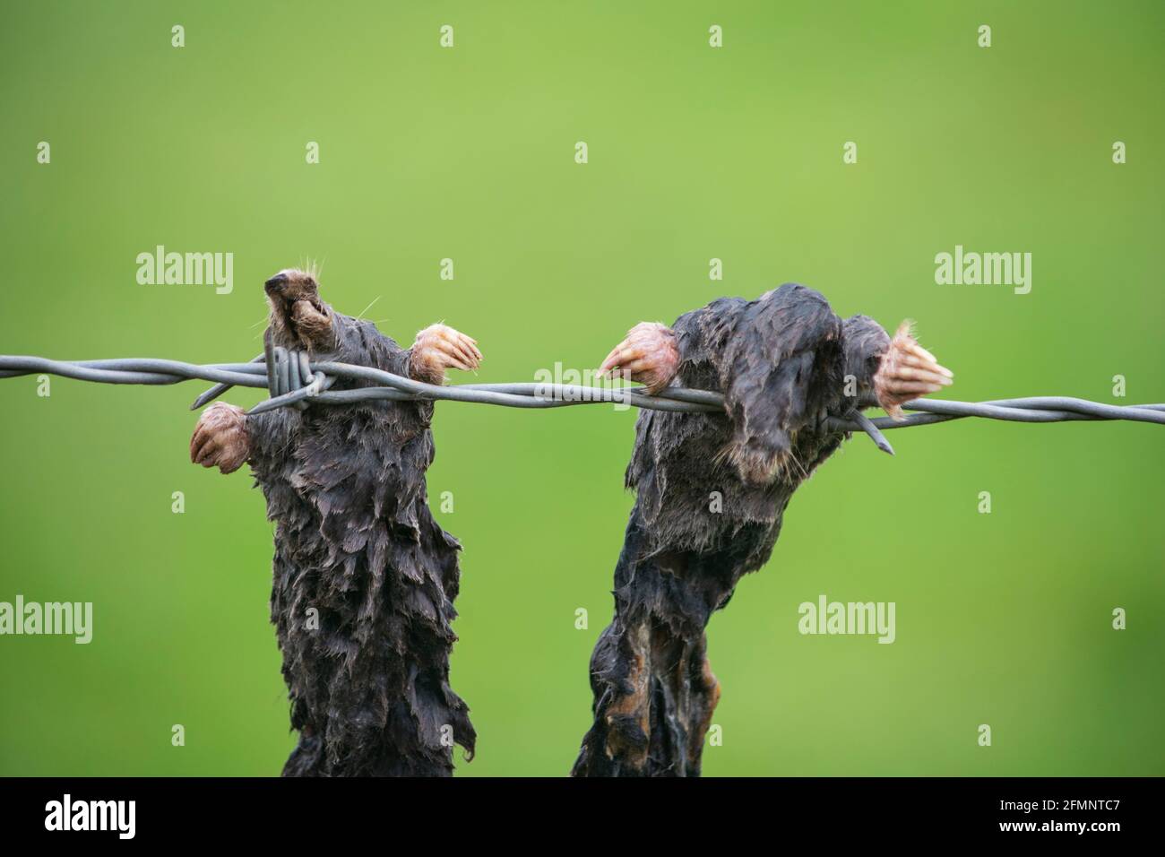 Dead moles on a fence hi-res stock photography and images - Alamy