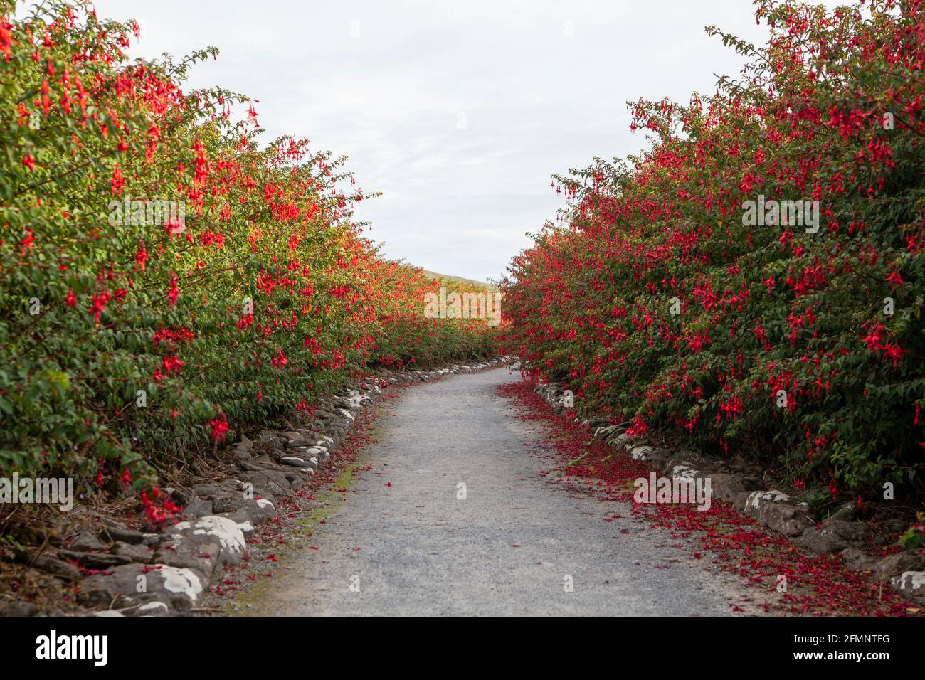 Fuchsia Hedge High Resolution Stock Photography and Images - Alamy